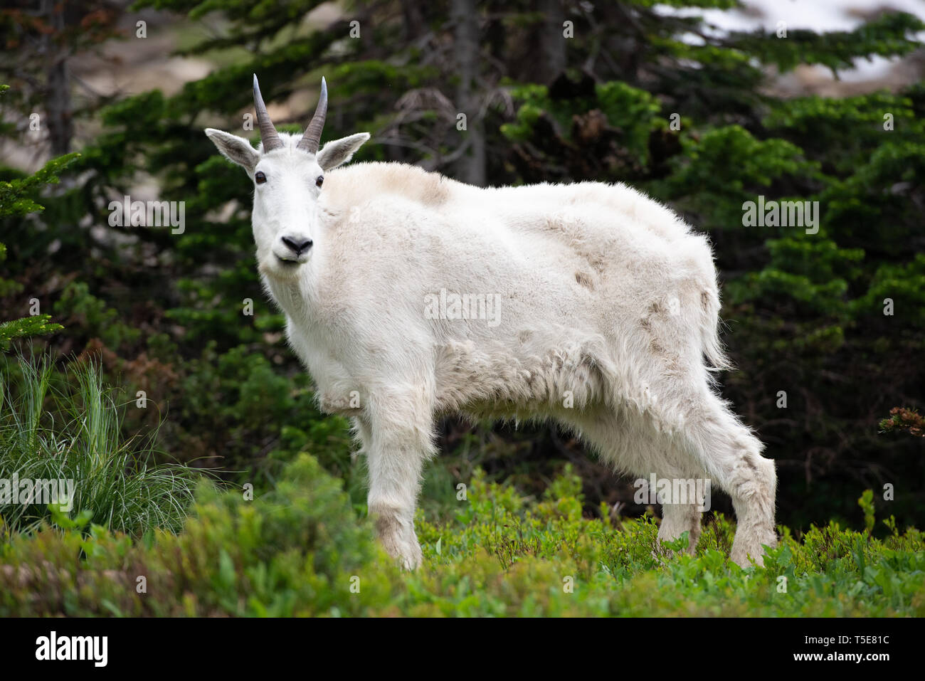 Glacier np Mountain Goat standing Broadside surounded by green ...