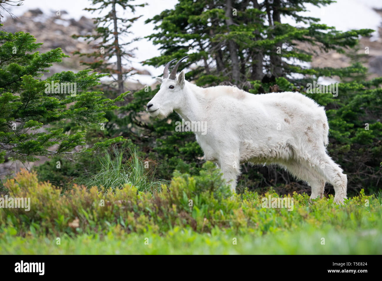 Full broadside hi-res stock photography and images - Alamy