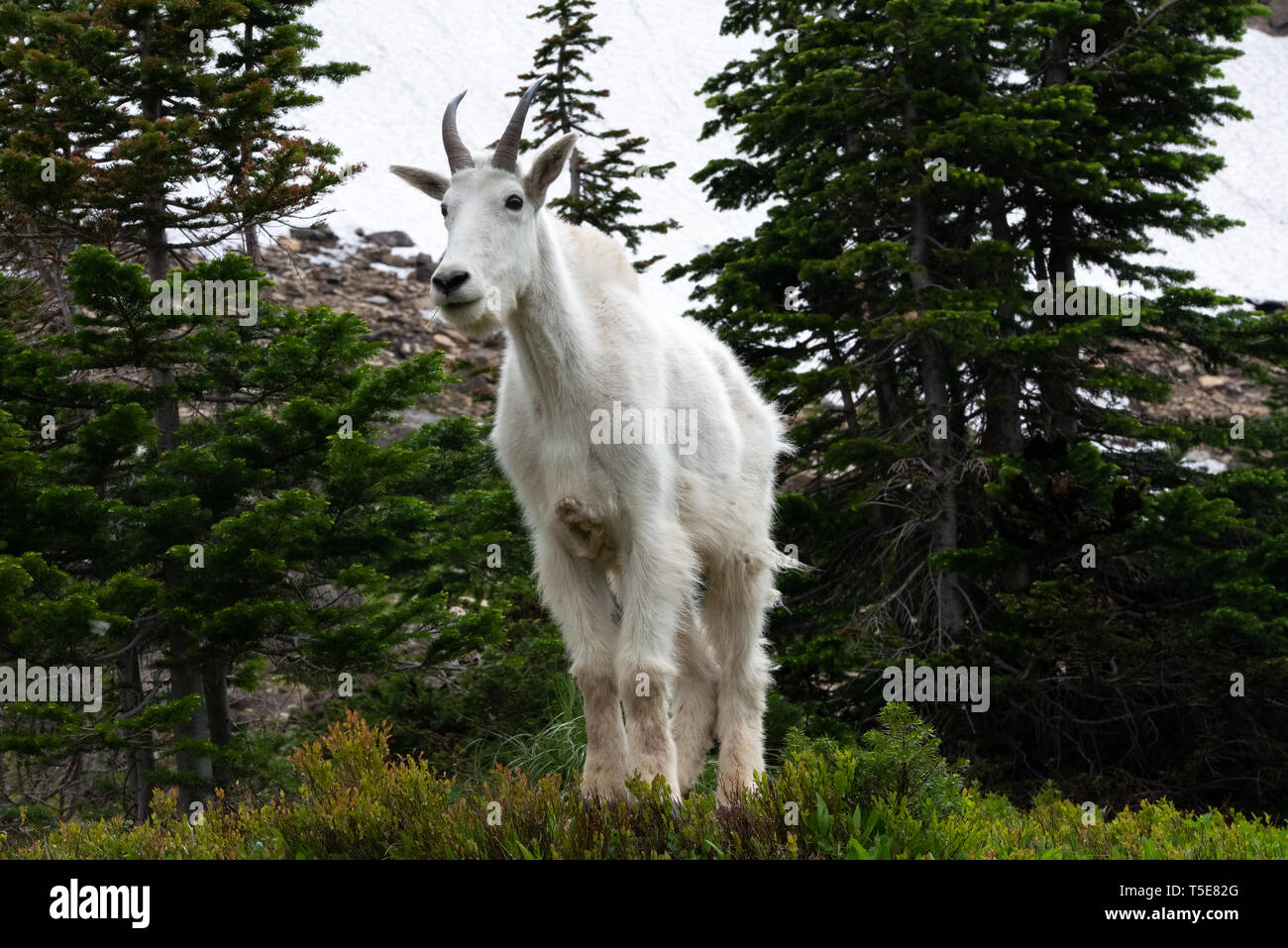 Montana mountain goat hi-res stock photography and images - Alamy