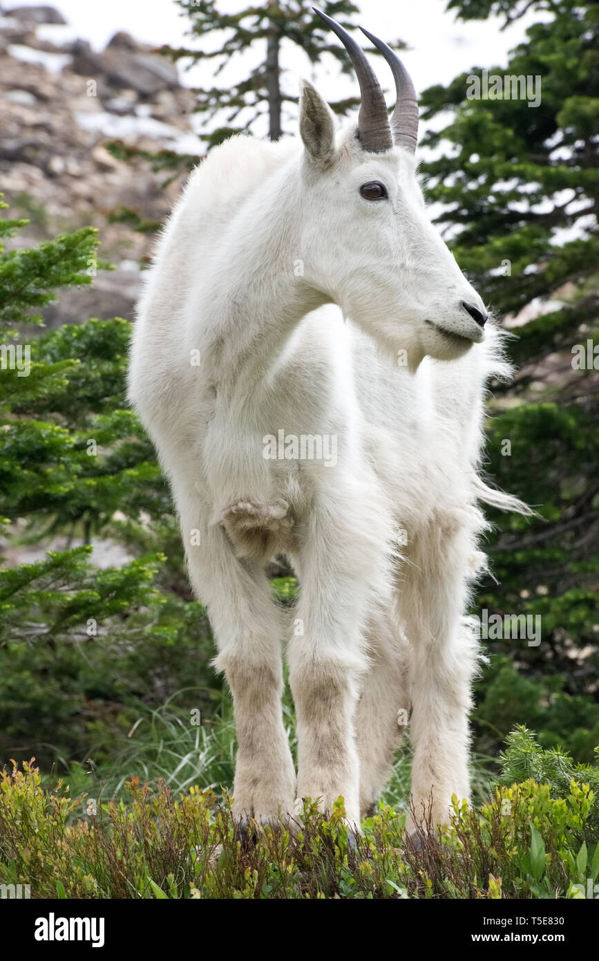 Glacier np Mountain Goat standing head forward looking off screen ...