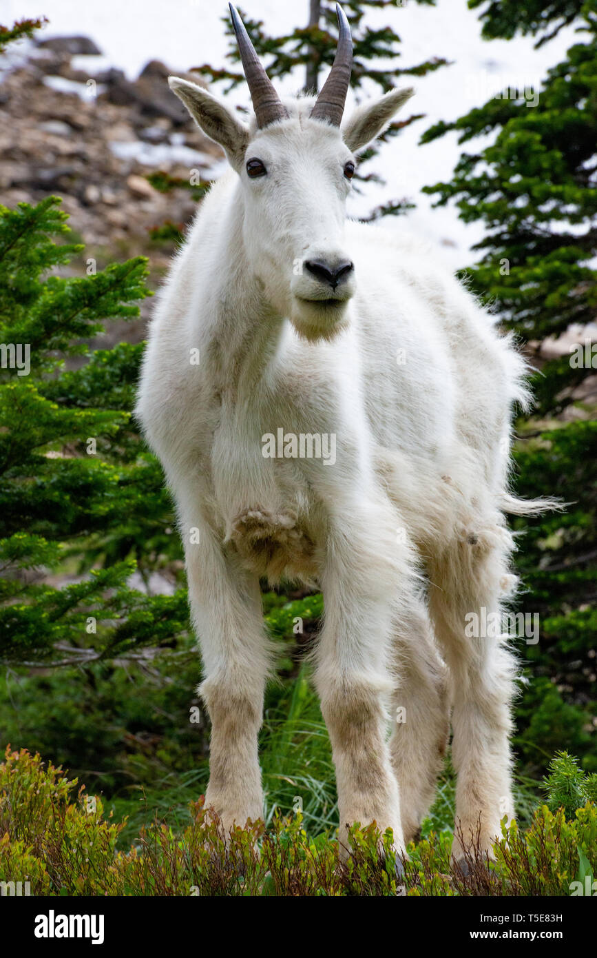 Green screen goat hi-res stock photography and images - Alamy
