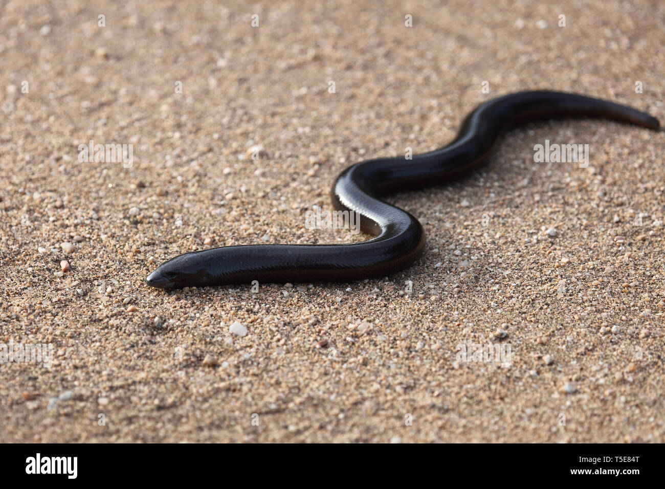 Blindschleichen hi-res stock photography and images - Alamy