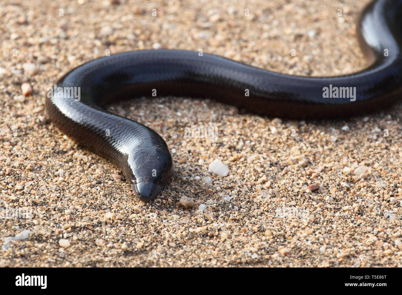 Bibron's Blindschleiche / Bibron's blind snake / Typhlops bibronii ...