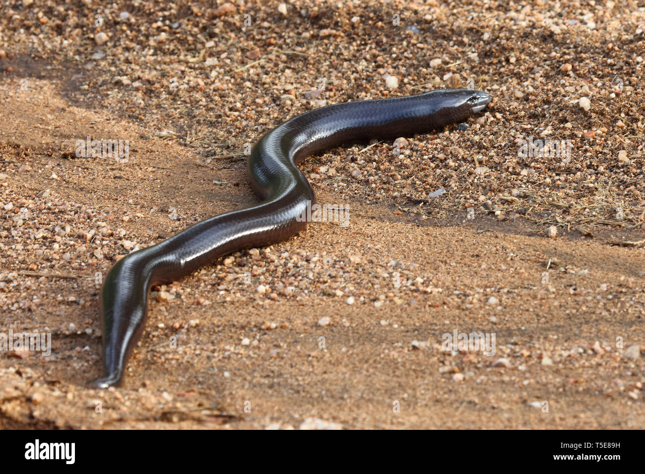 Bibron's Blindschleiche / Bibron's blind snake / Typhlops bibronii ...