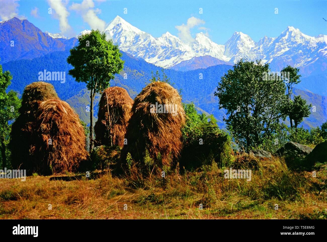 Panchuli ranges as seen from Munsiyari, Uttarakhand, India, Asia Stock ...