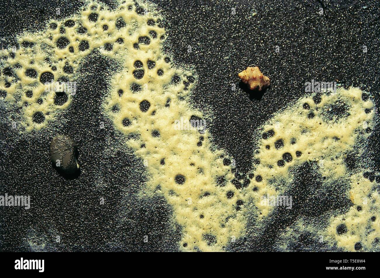Surf, Stone and Shell Arranged Naturally between Two Waves, South ...
