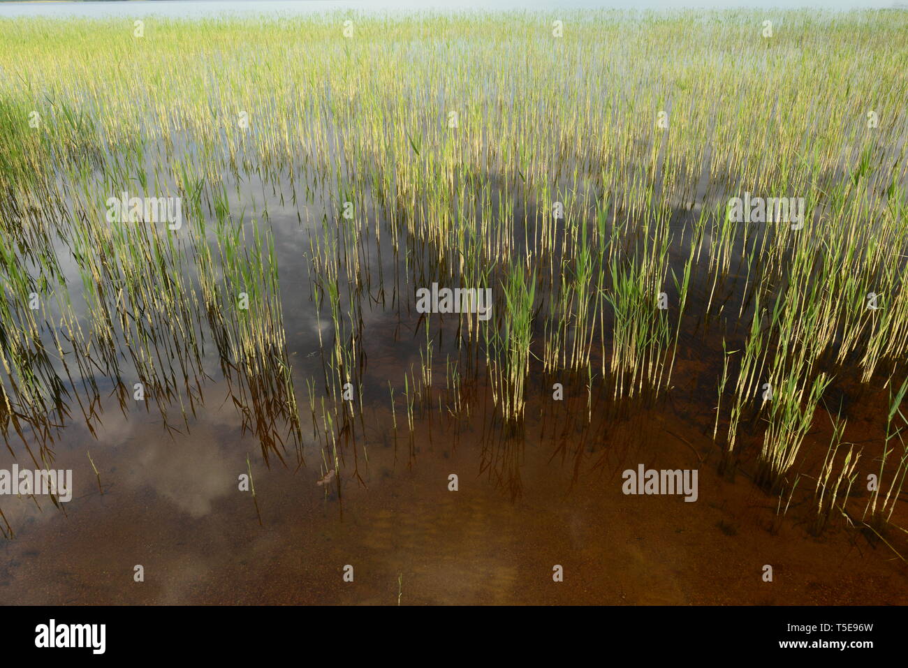 Shoreline design hi-res stock photography and images - Alamy