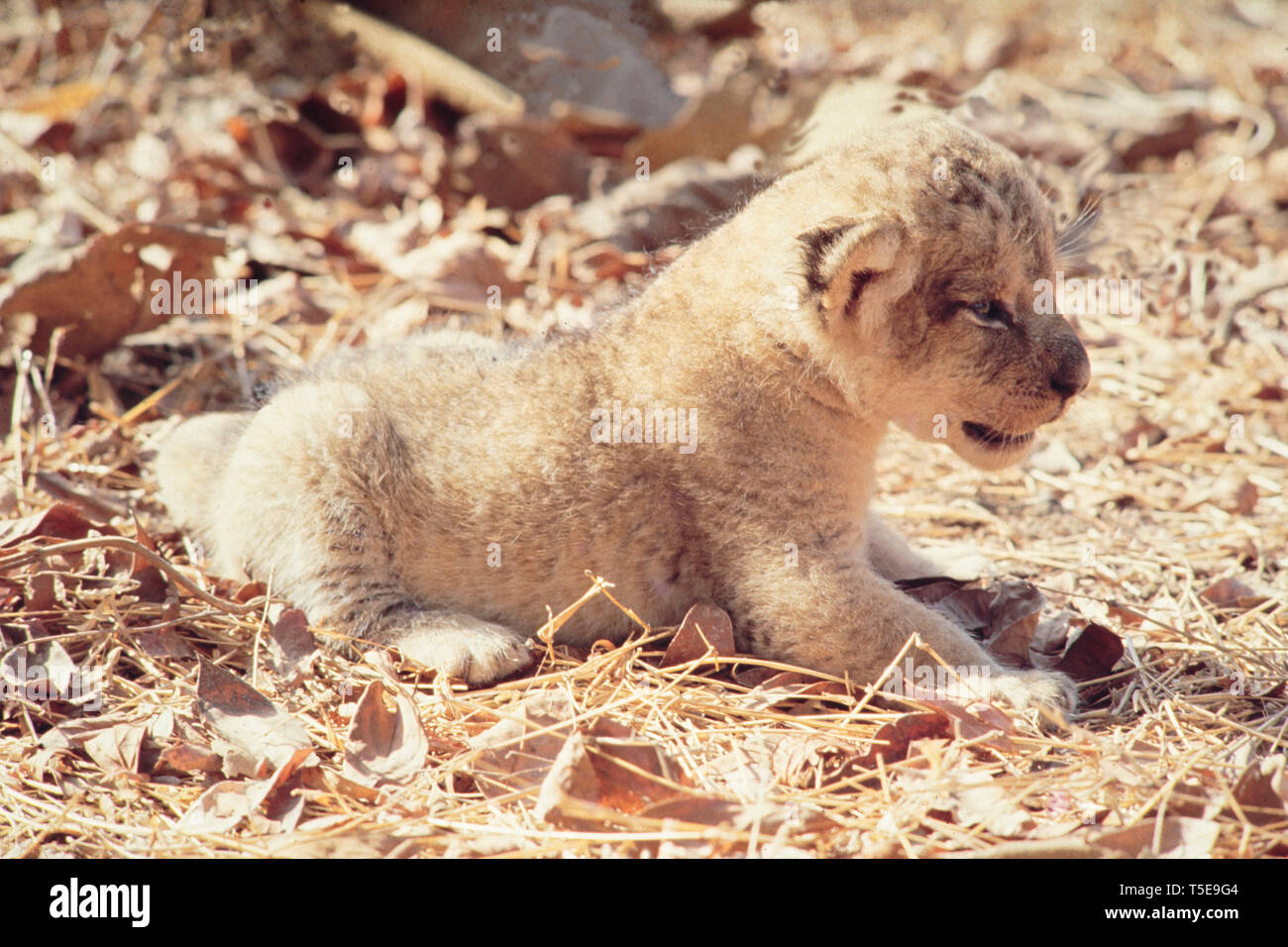 Lion of india hi-res stock photography and images - Alamy