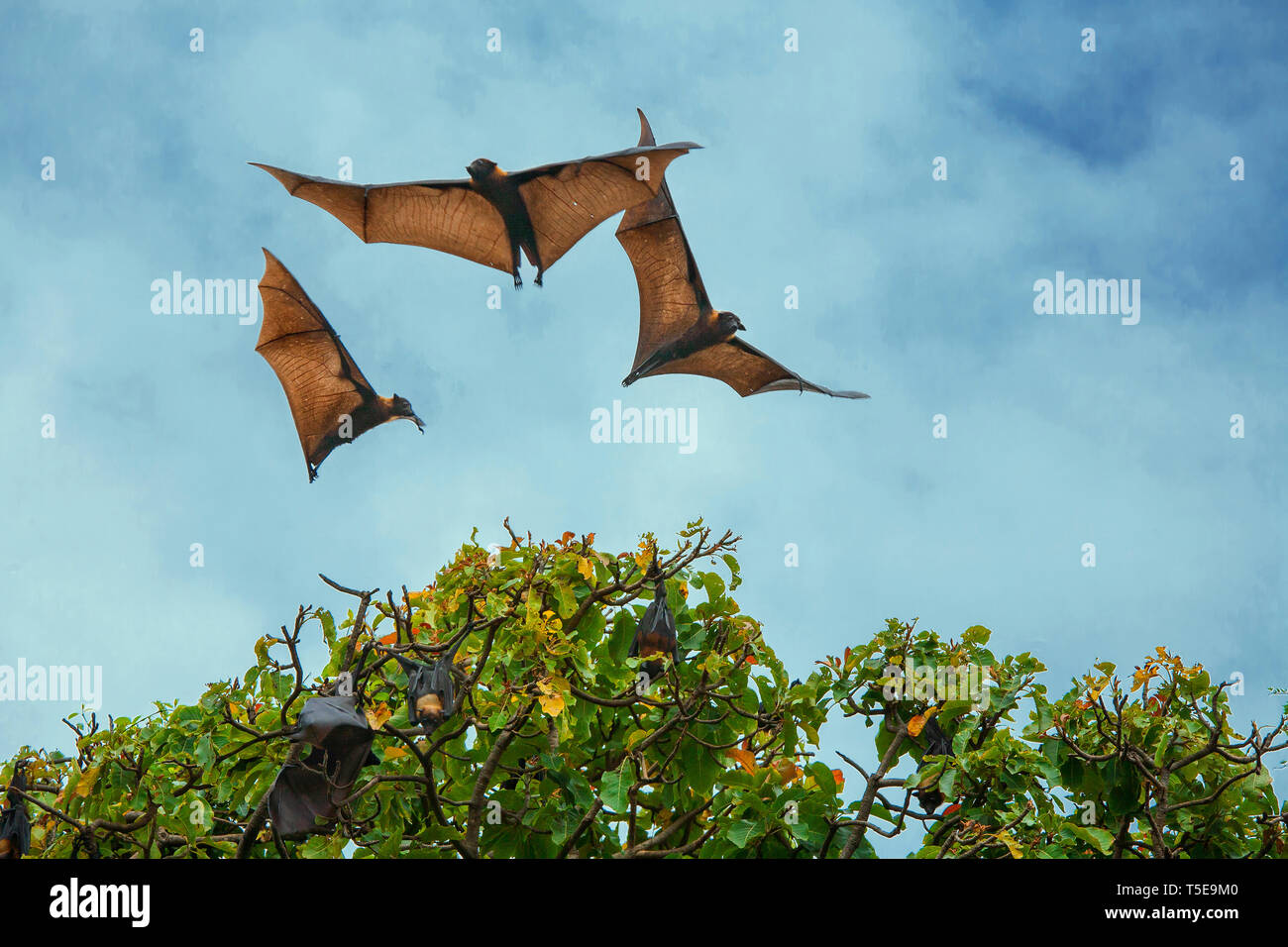 Bats flying, India, Asia Stock Photo - Alamy