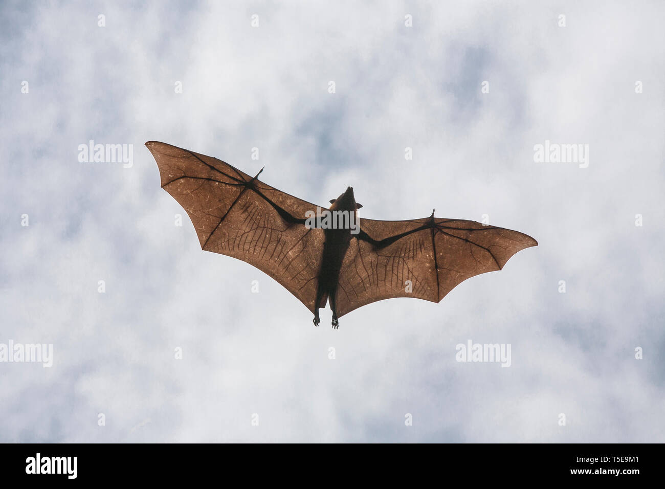 Bat bird hi-res stock photography and images - Alamy