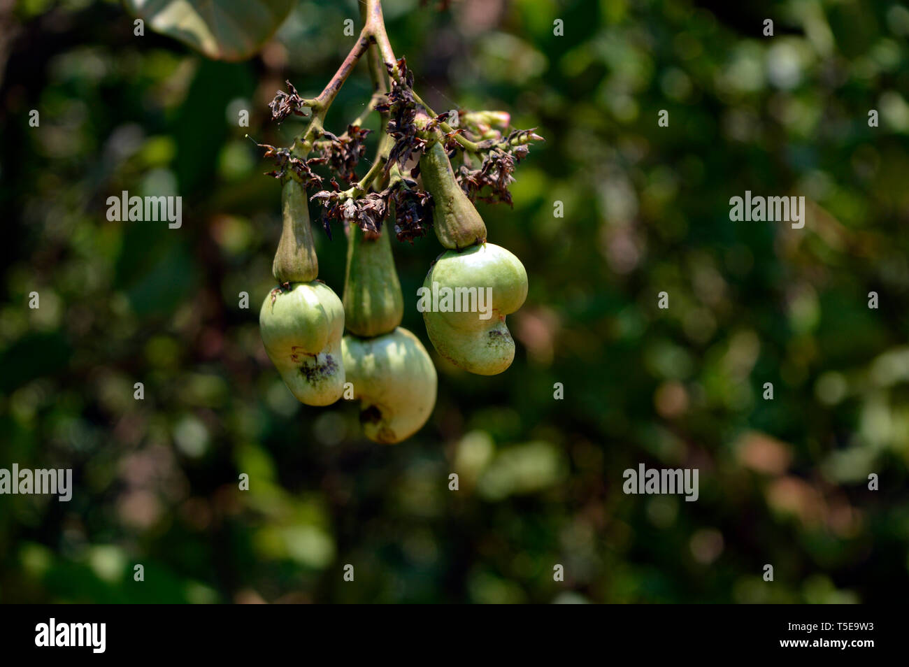 Kaju tree hi-res stock photography and images - Alamy