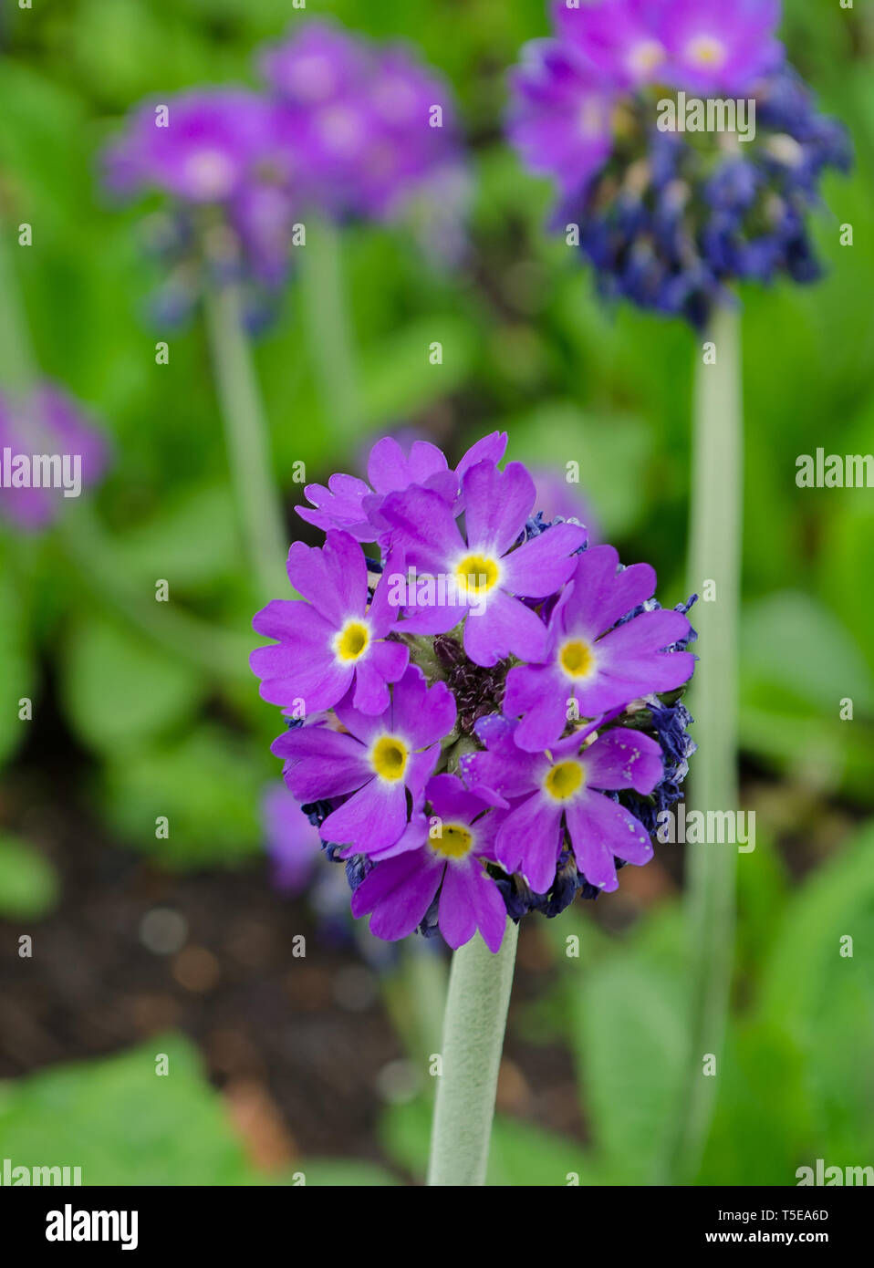Purple Primula Flowers - Primula Pseudodenticulata aka Drumstick ...