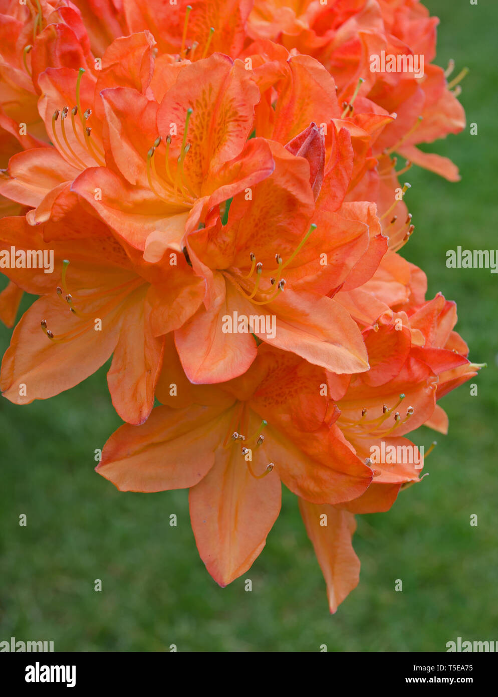 Orange rhododendron flowers hi-res stock photography and images - Alamy