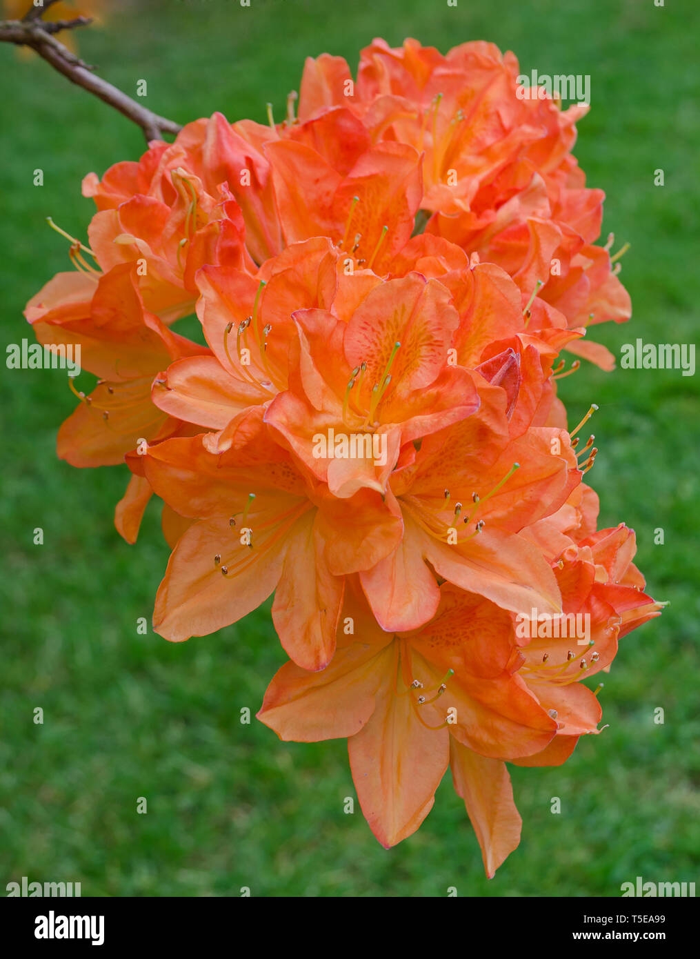 Orange rhododendron hi-res stock photography and images - Alamy
