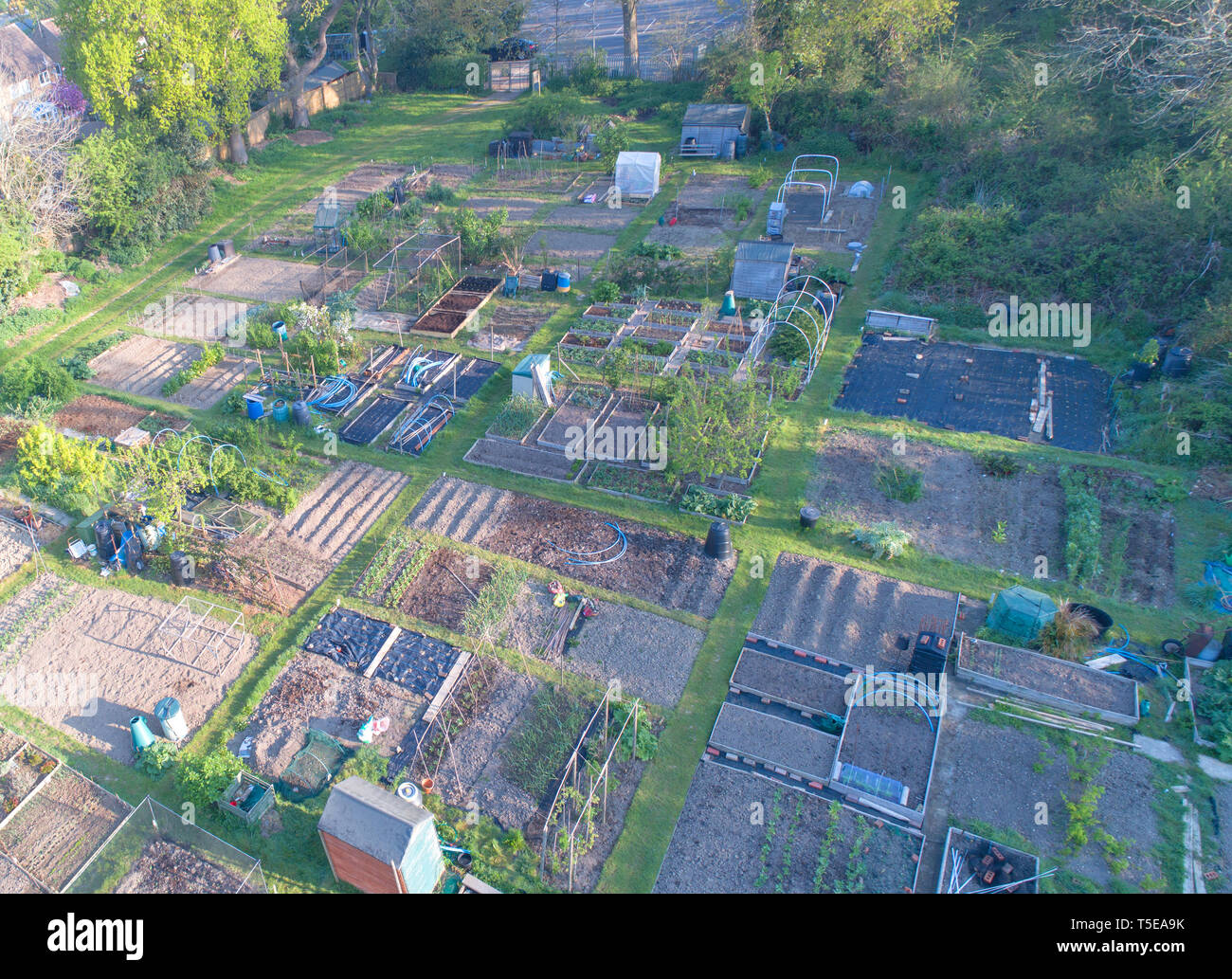 aerial view of allotments in spring in burgess hill west sussex taken ...