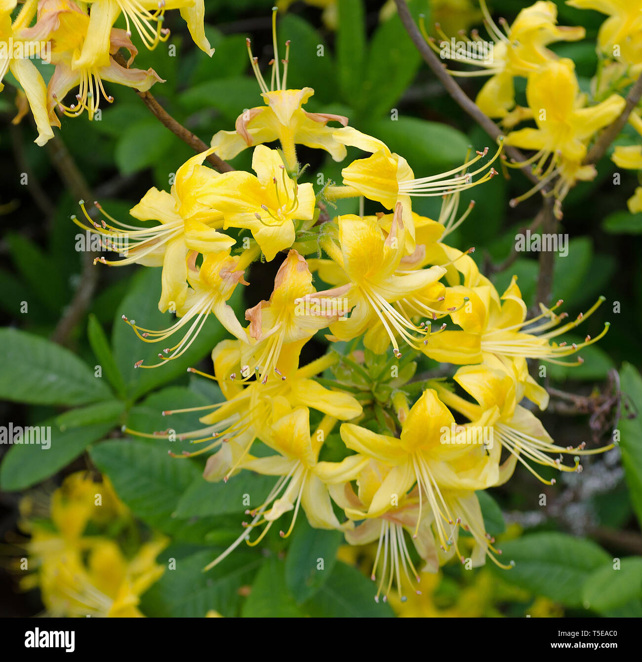 Rhododendron Luteum aka Yellow Azalea or Honeysuckle Azalea Stock Photo ...