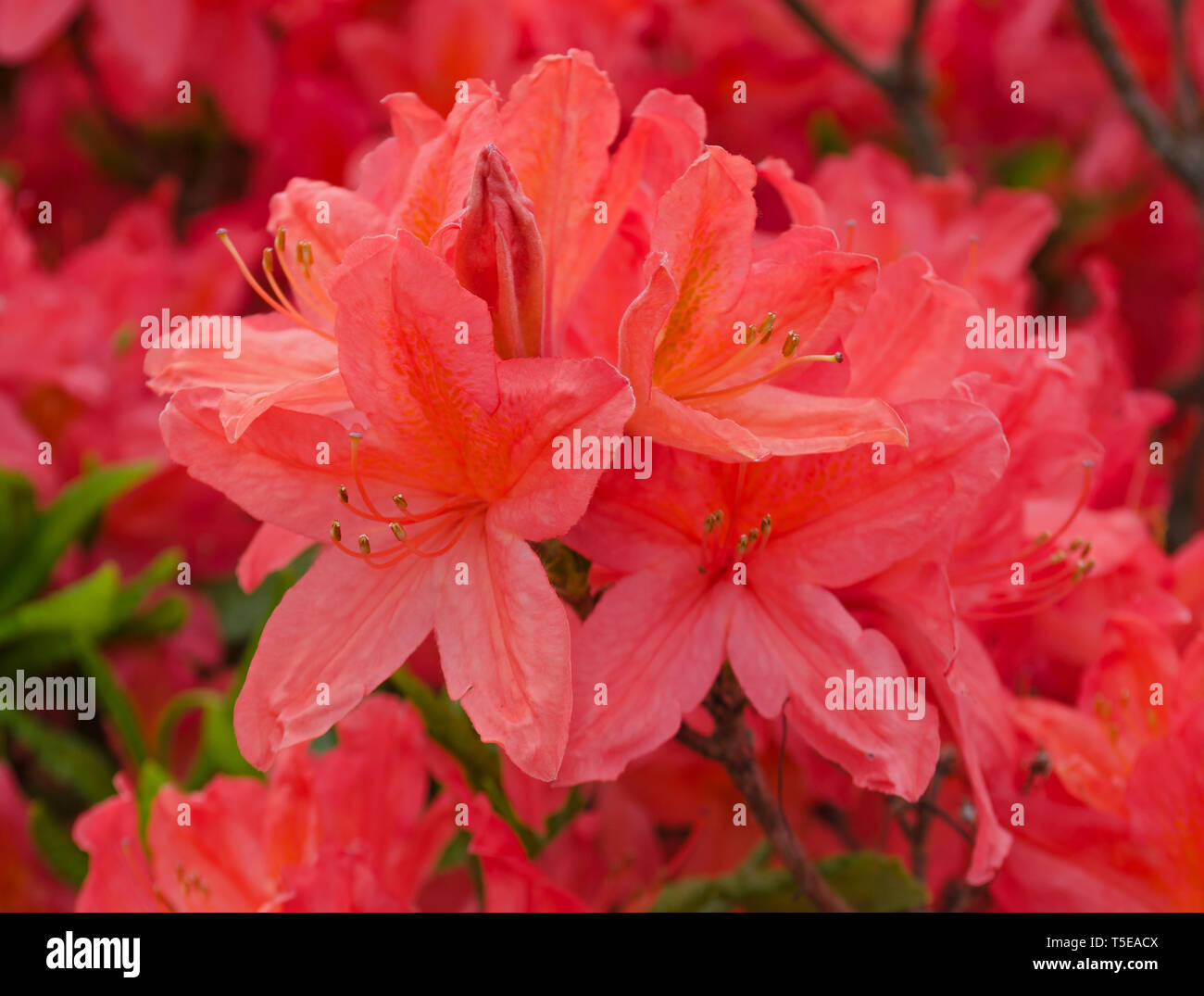 Pink Rhododendron Molle Japonicum Stock Photo - Alamy