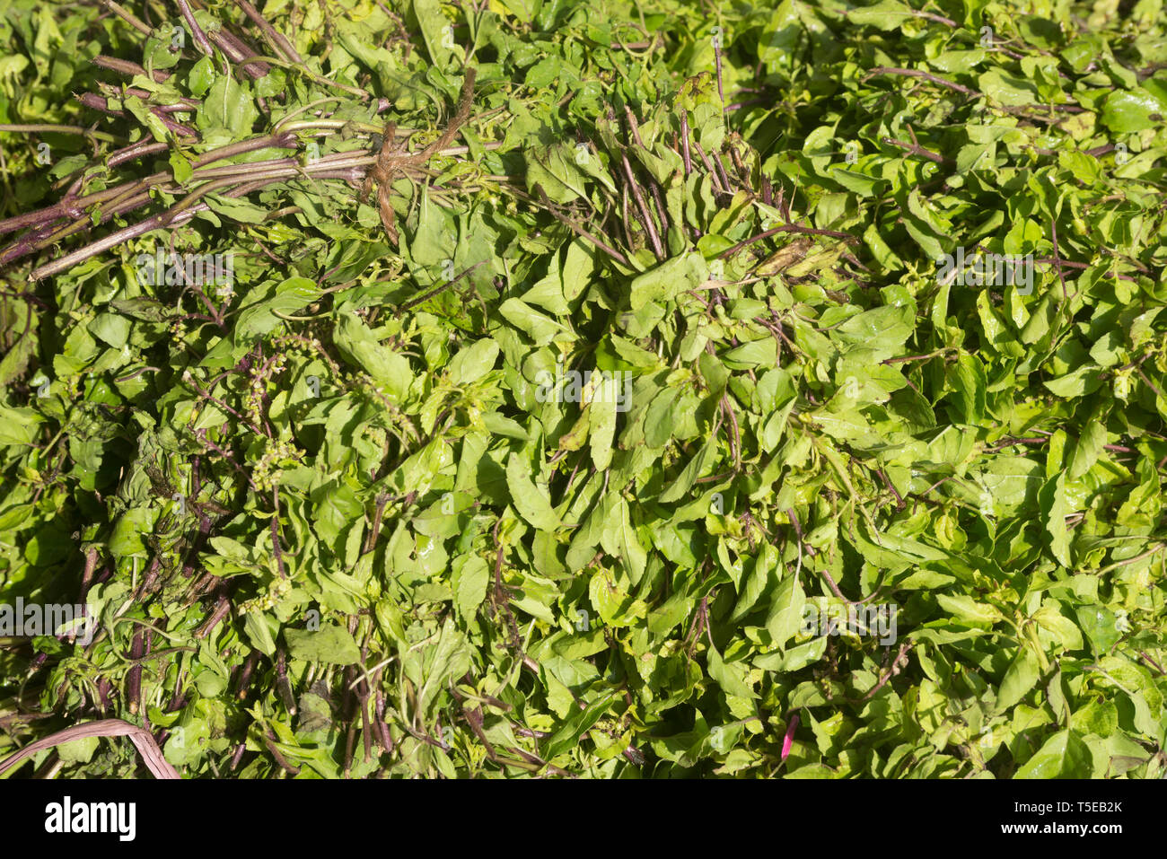 Tulsi india festival hi-res stock photography and images - Alamy