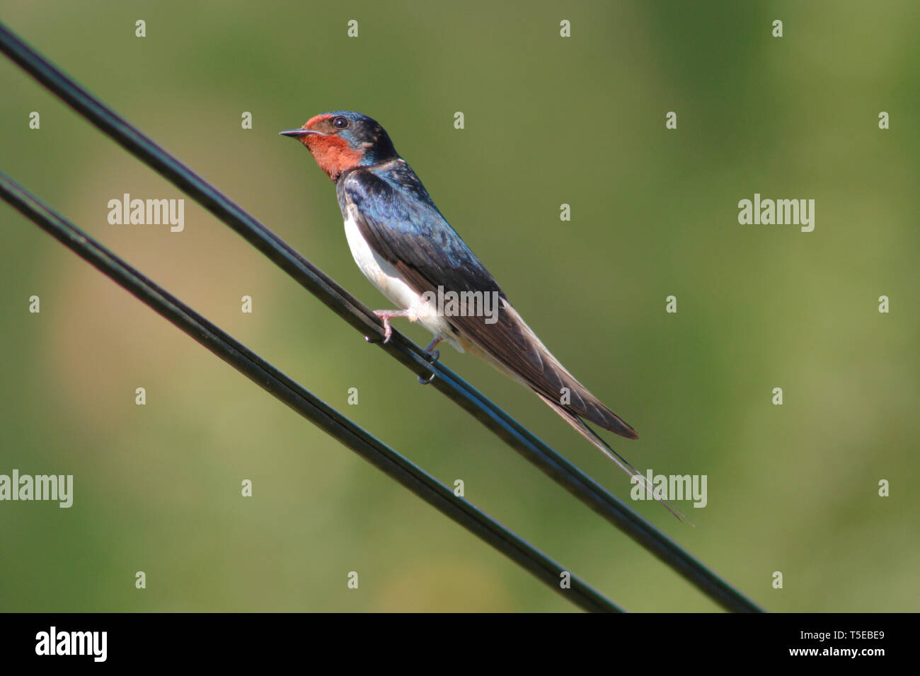 Common Barn Swallow, Hirundo rustica. Bird on a wire Stock Photo - Alamy