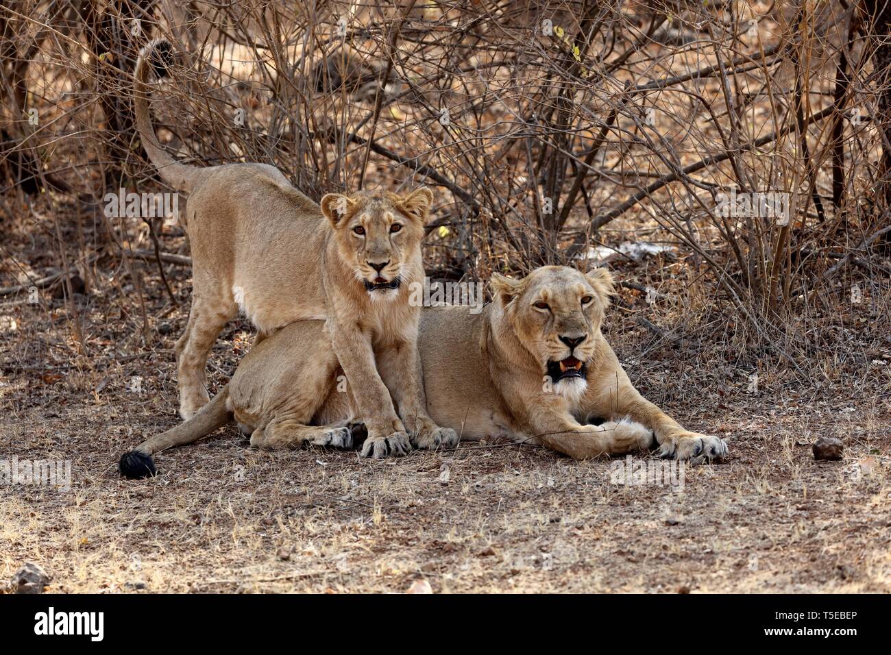 Indian lions hi-res stock photography and images - Alamy