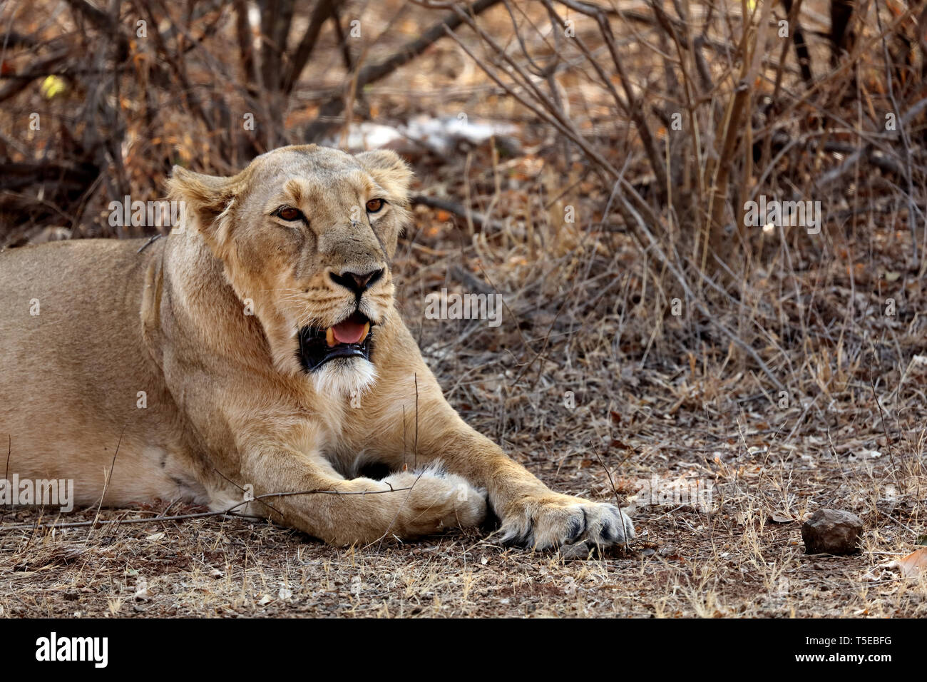 Sasan gir national park hi-res stock photography and images - Alamy