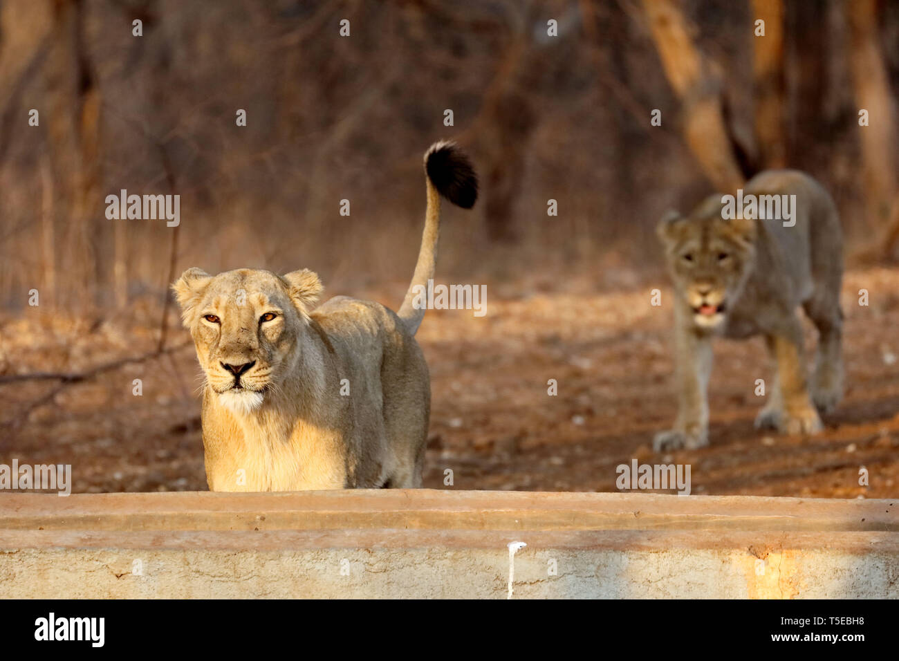 Indian lion walking hi-res stock photography and images - Alamy