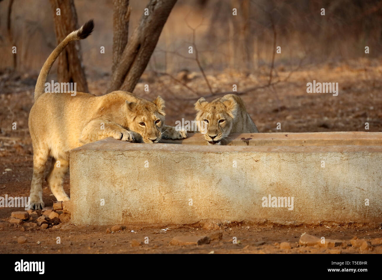 Indian lions hi-res stock photography and images - Alamy
