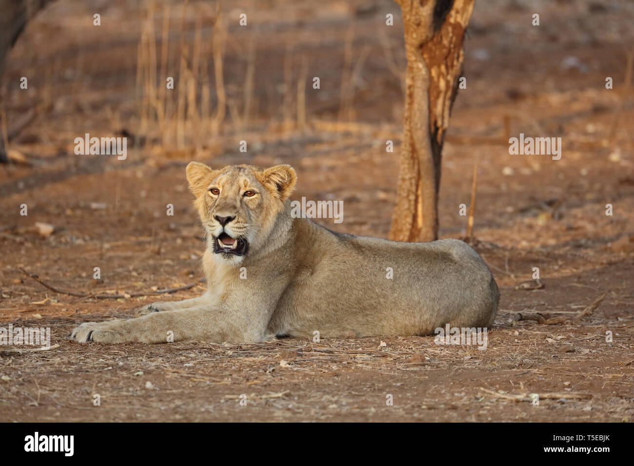 Indian lion resting hi-res stock photography and images - Alamy