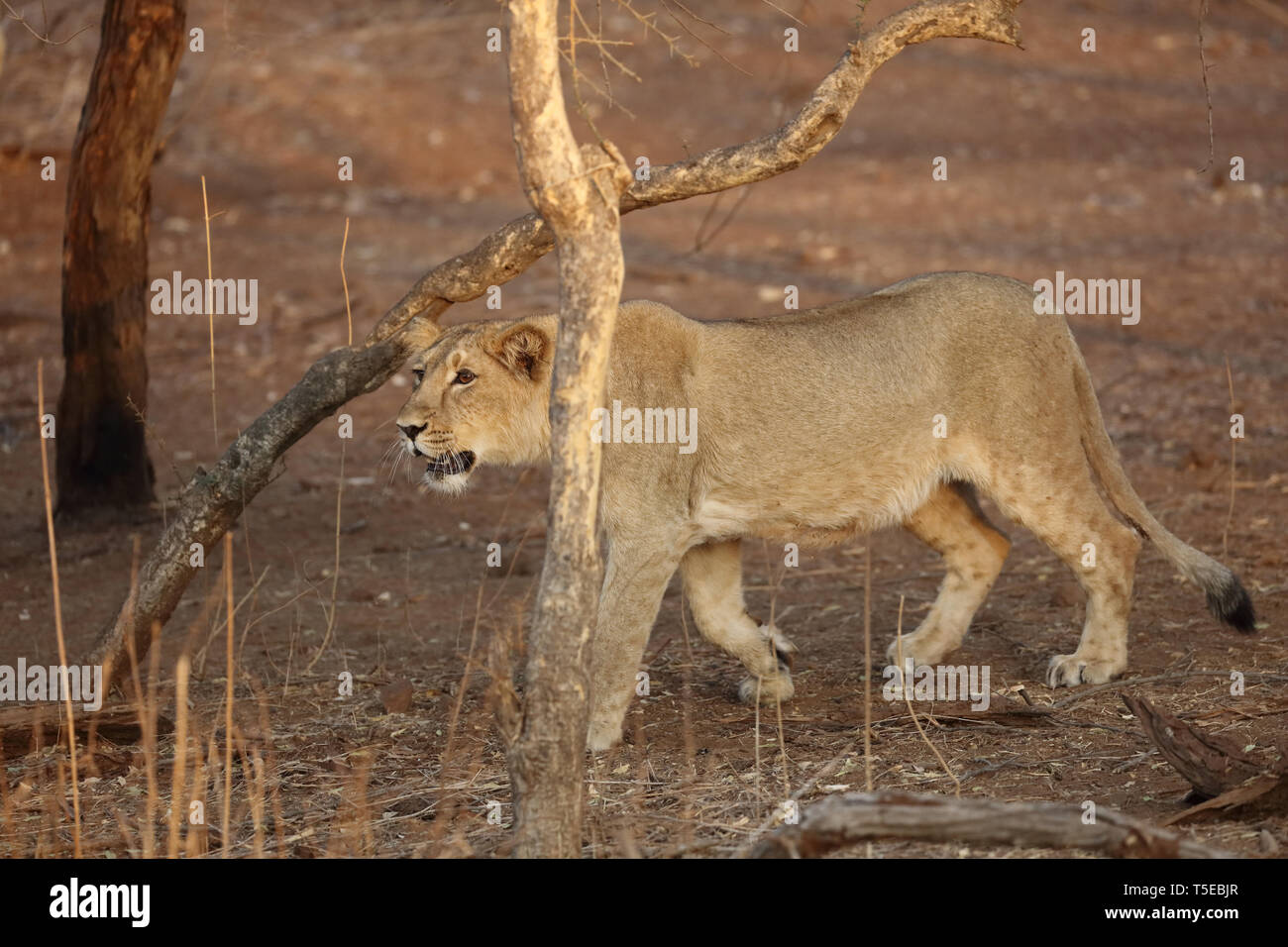 Indian lion walking hi-res stock photography and images - Alamy