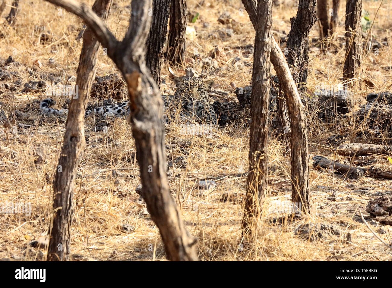 leopard, sasan gir, Gujarat, India, Asia Stock Photo - Alamy