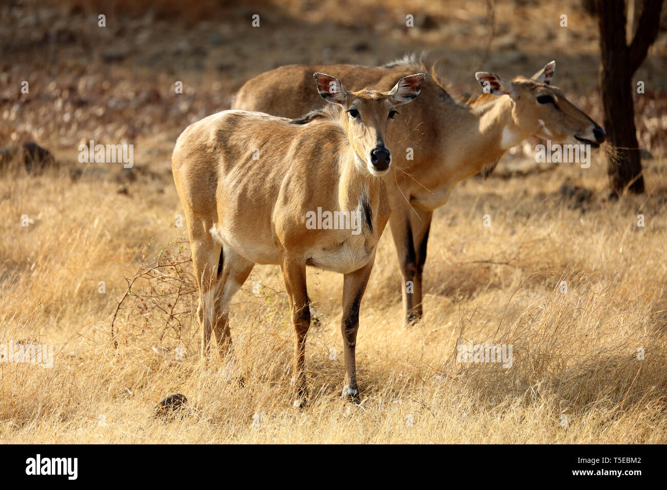 blue bull, sasan gir, Gujarat, India, Asia Stock Photo - Alamy