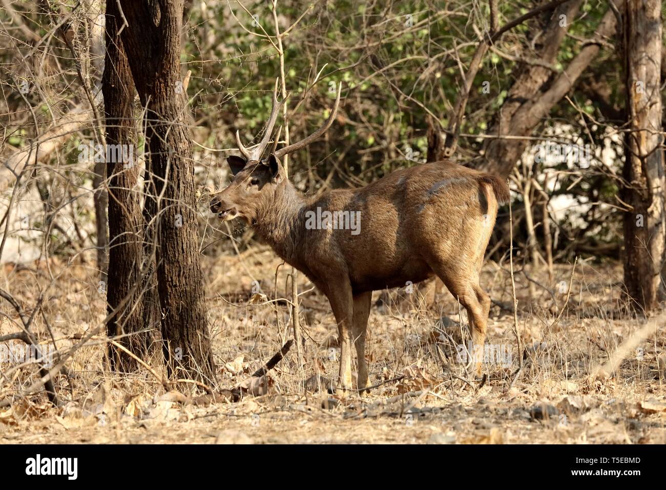 Indian wild life hi-res stock photography and images - Alamy