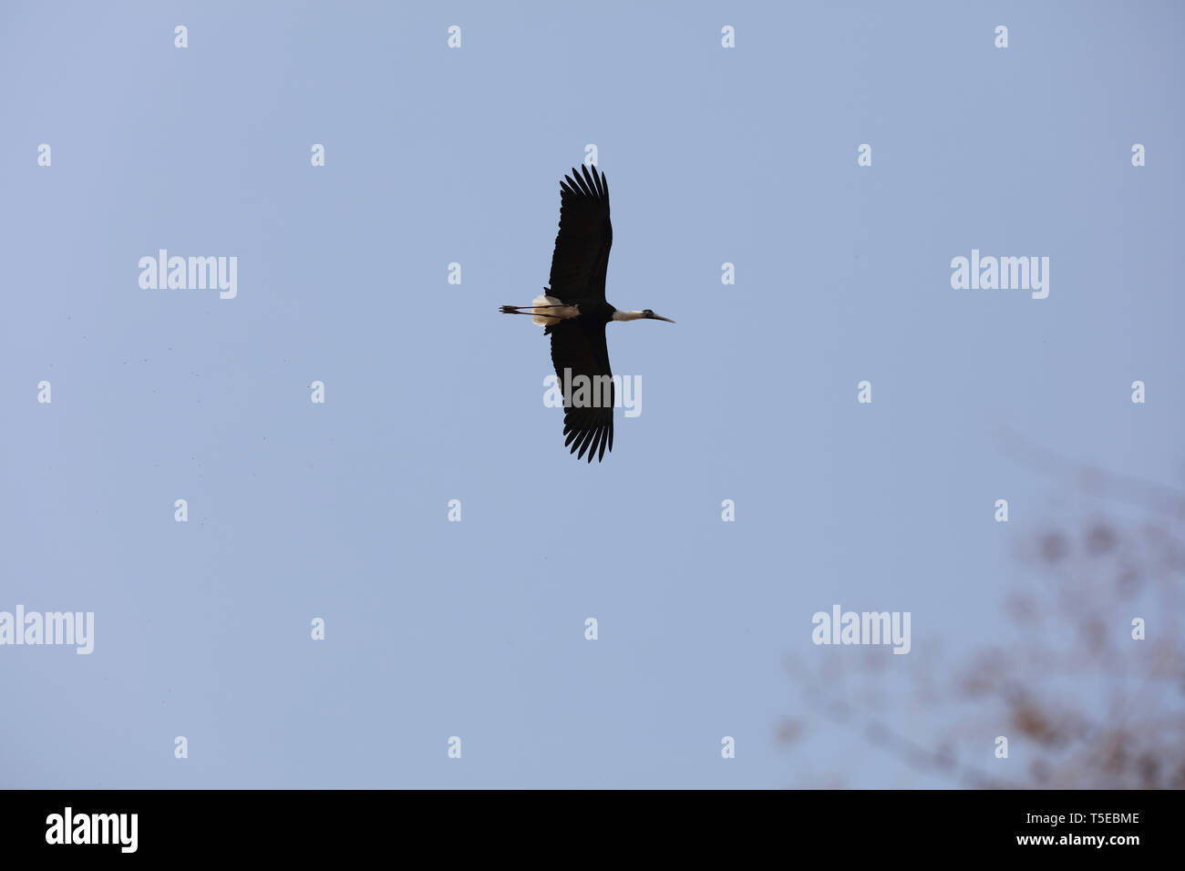 Asian whitenecked stork hi-res stock photography and images - Alamy