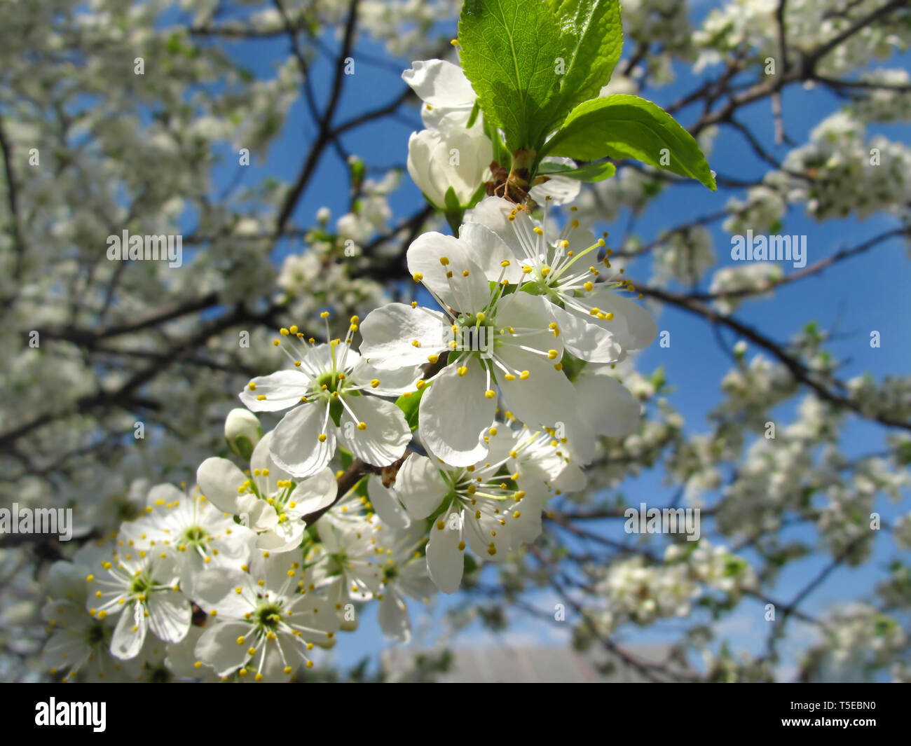Season park plum blossom beautiful environment hi-res stock photography ...