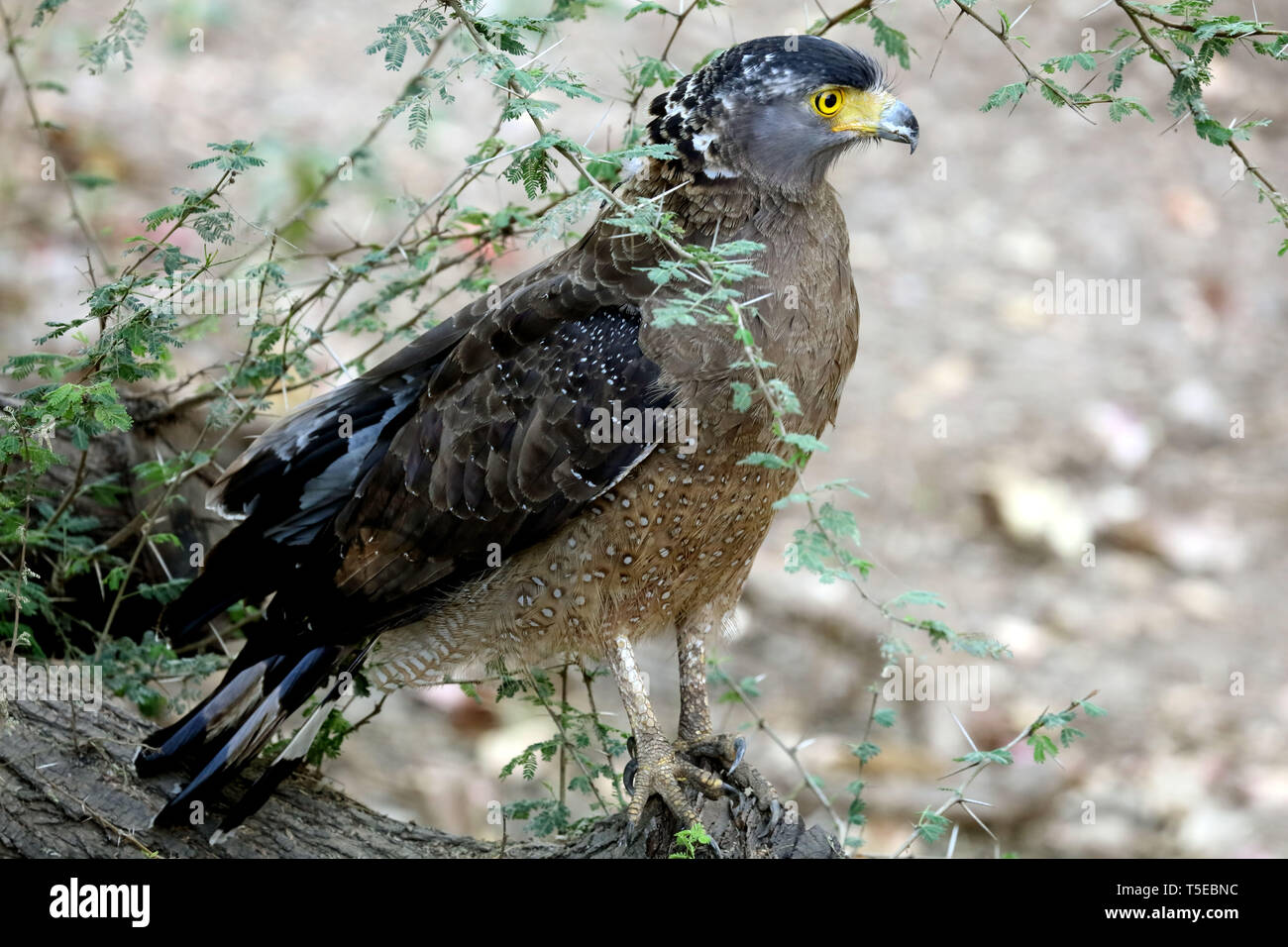 Birds of gir forest hi-res stock photography and images - Alamy