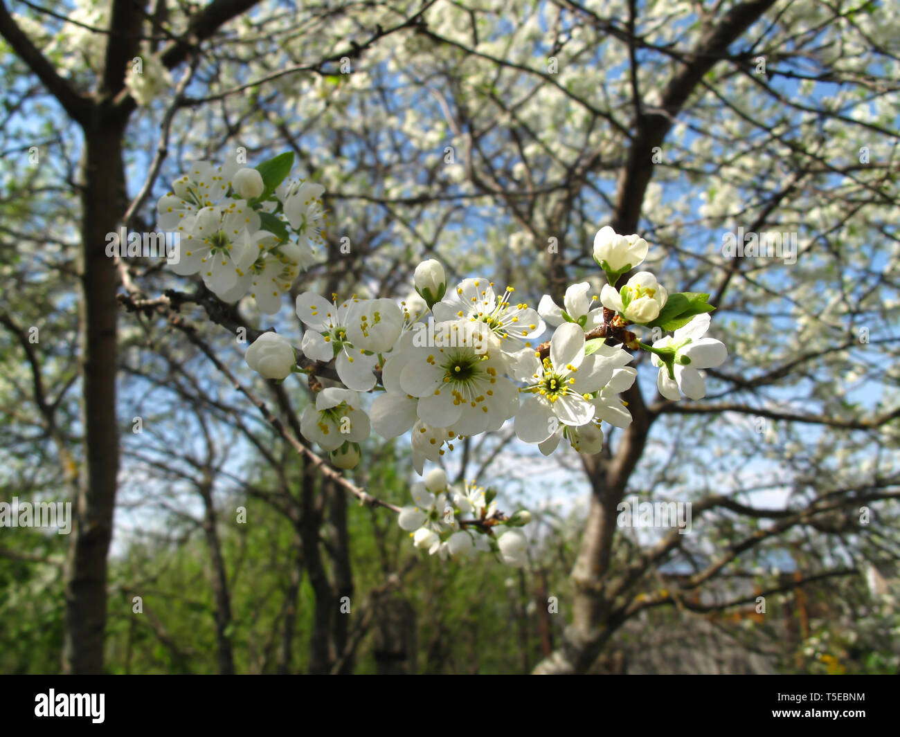 Branch of a flowering fruit tree with beautiful white flowers in spring ...