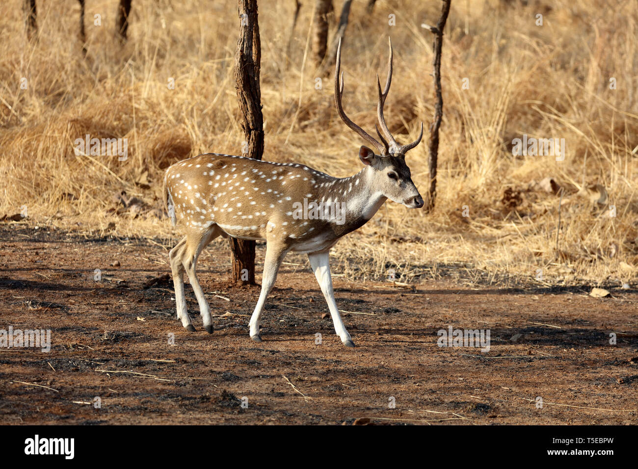 spotted deer, sasan gir, Gujarat, India, Asia Stock Photo - Alamy