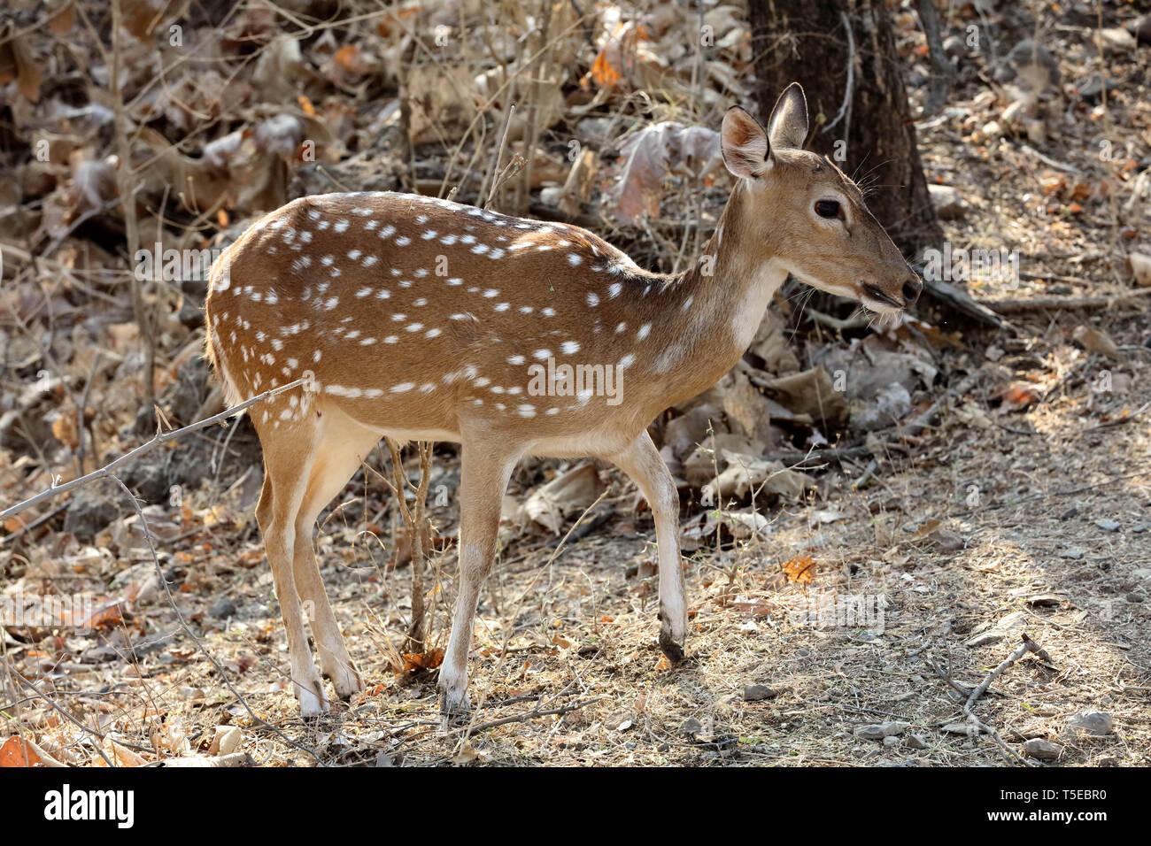 spotted deer, sasan gir, Gujarat, India, Asia Stock Photo - Alamy
