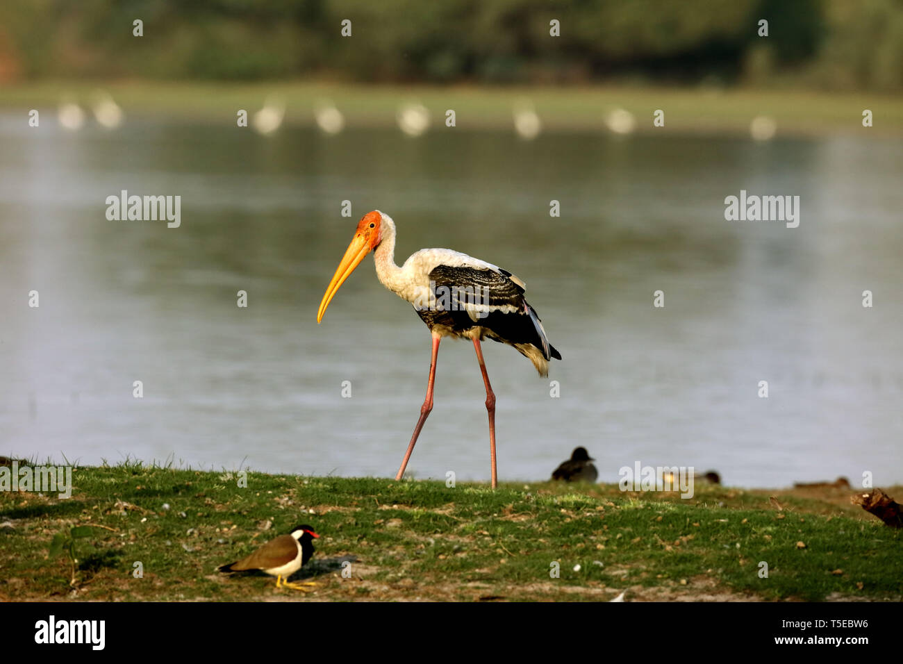 Indian stork hi-res stock photography and images - Alamy
