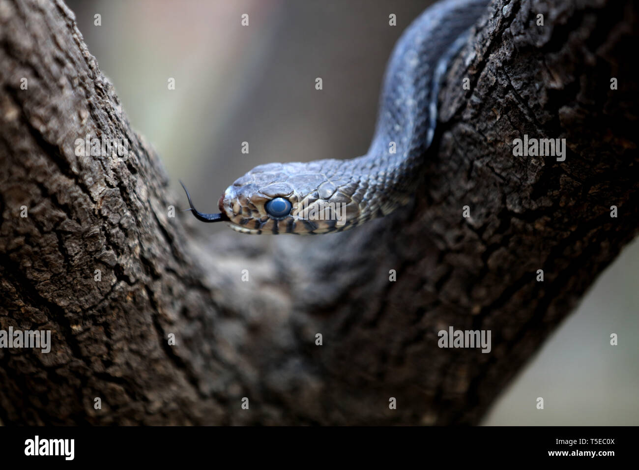 fat serpent snake, sasan gir, Gujarat, India, Asia Stock Photo - Alamy