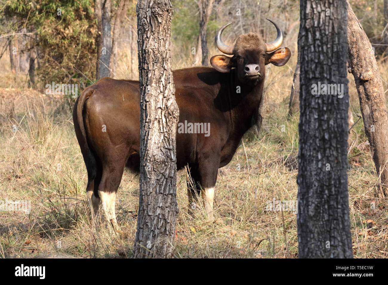 Sasan gir hi-res stock photography and images - Alamy