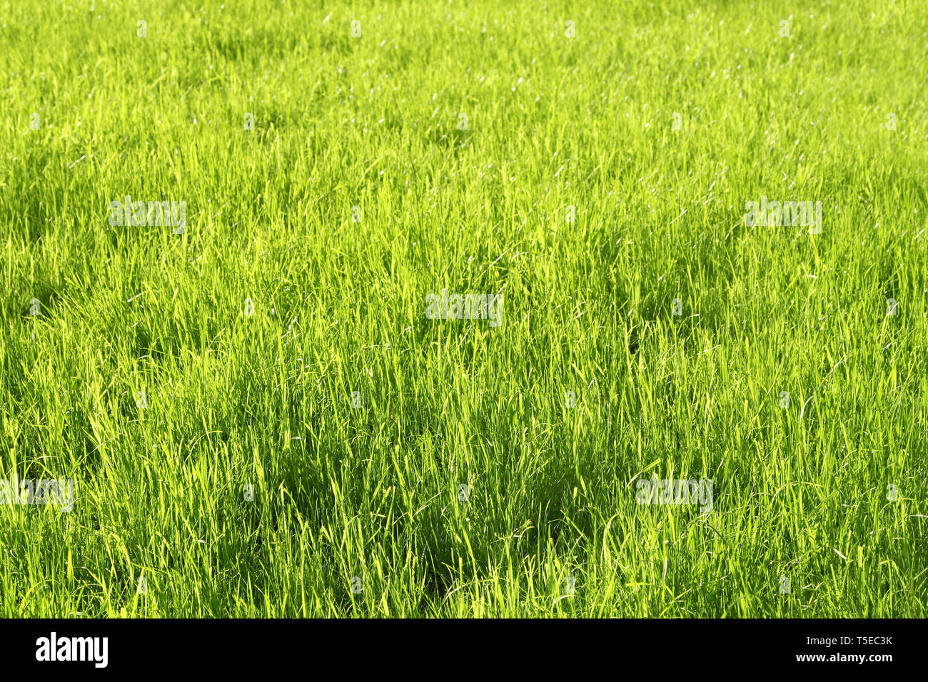 Green nature natural hi-res stock photography and images - Alamy