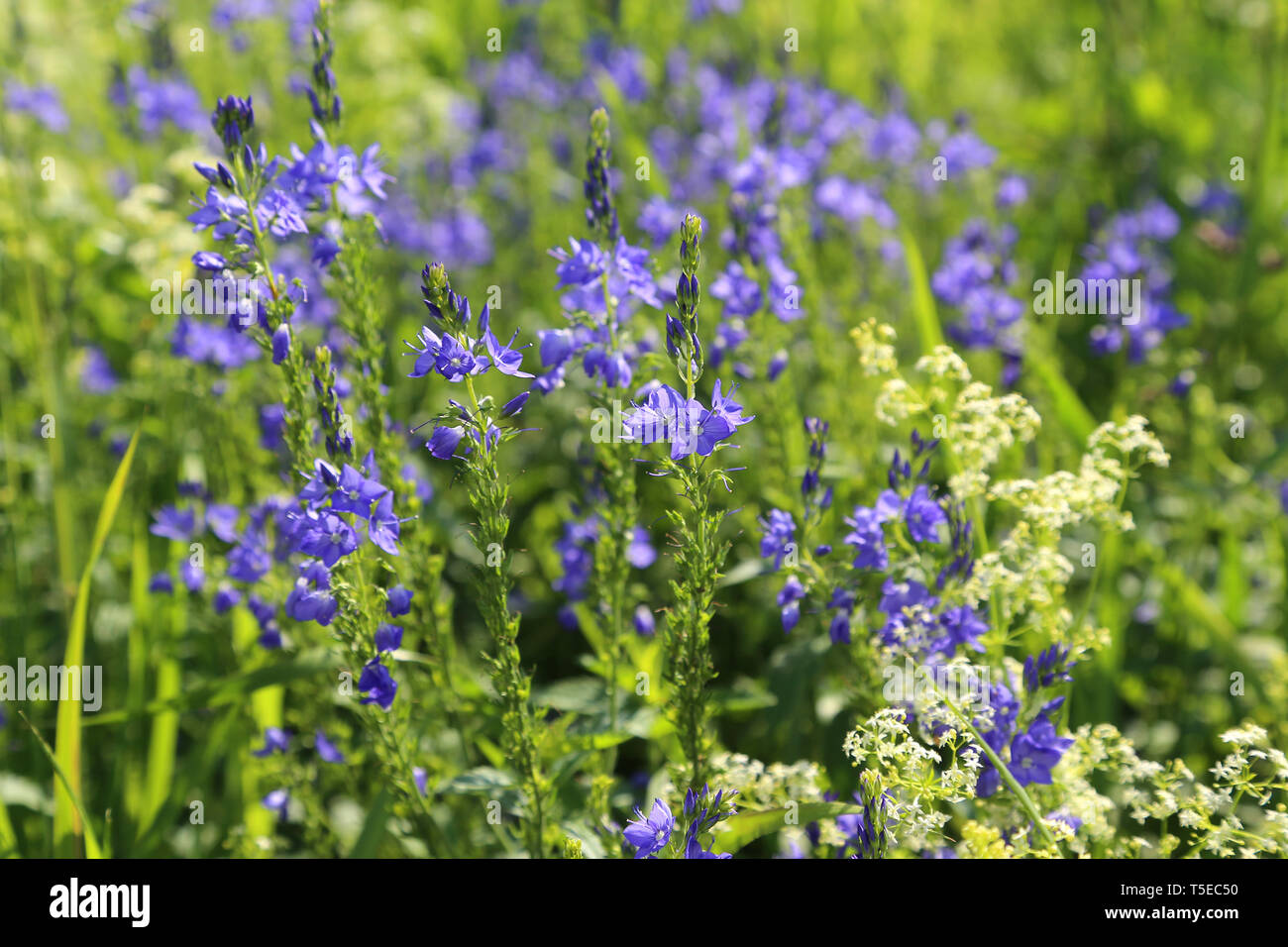 Beautiful wildflowers hi-res stock photography and images - Alamy