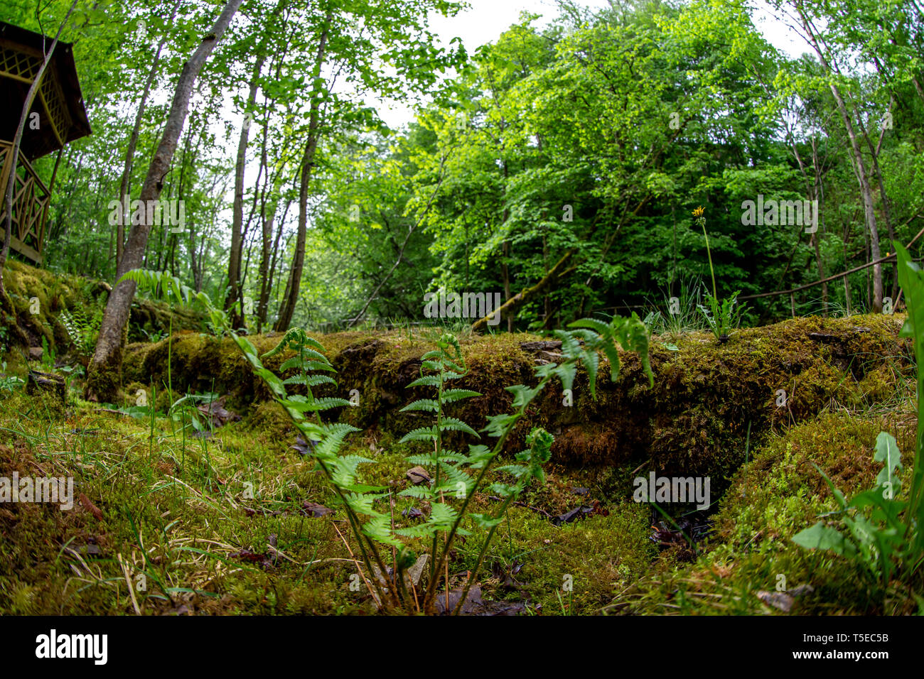 Foreground of ferns hi-res stock photography and images - Alamy