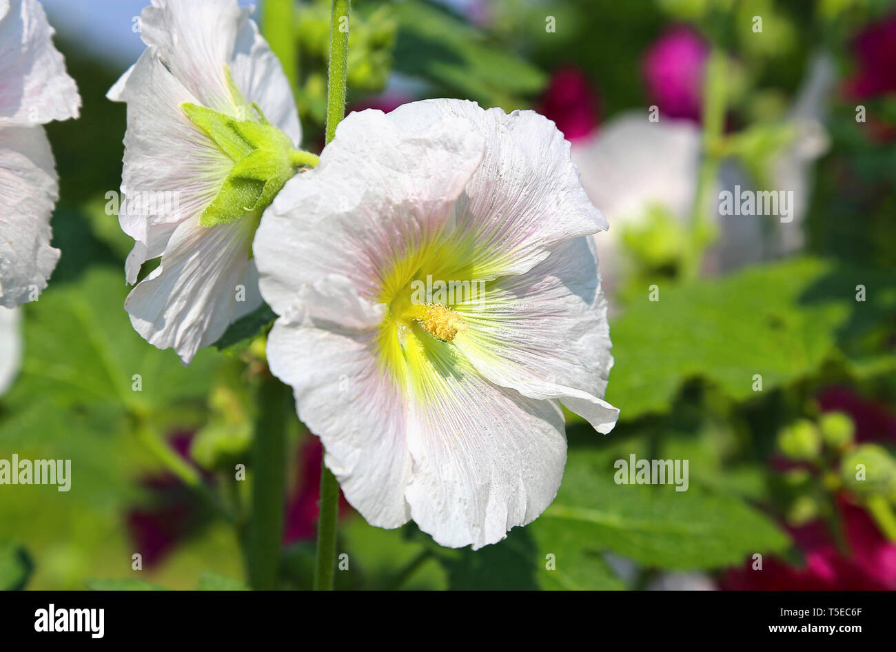 Floral garden bed on white hi-res stock photography and images - Alamy