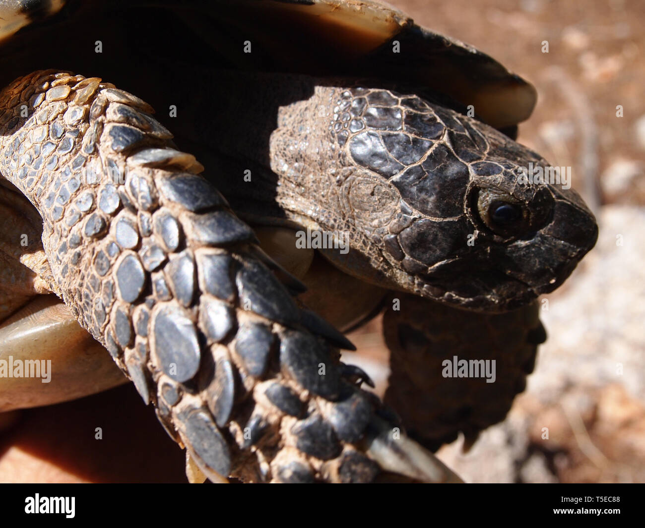 Tortoise taxonomy hi-res stock photography and images - Alamy