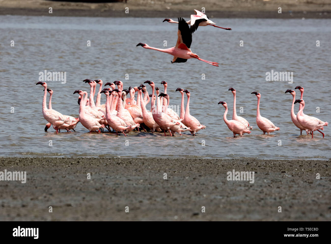 Lesser flamingo, tapi river, Surat, Gujarat, India, Asia Stock Photo ...