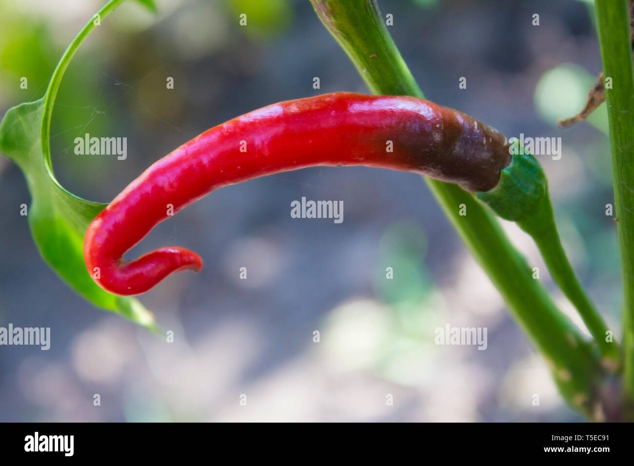 Fresh green twigs red light close up hi-res stock photography and ...