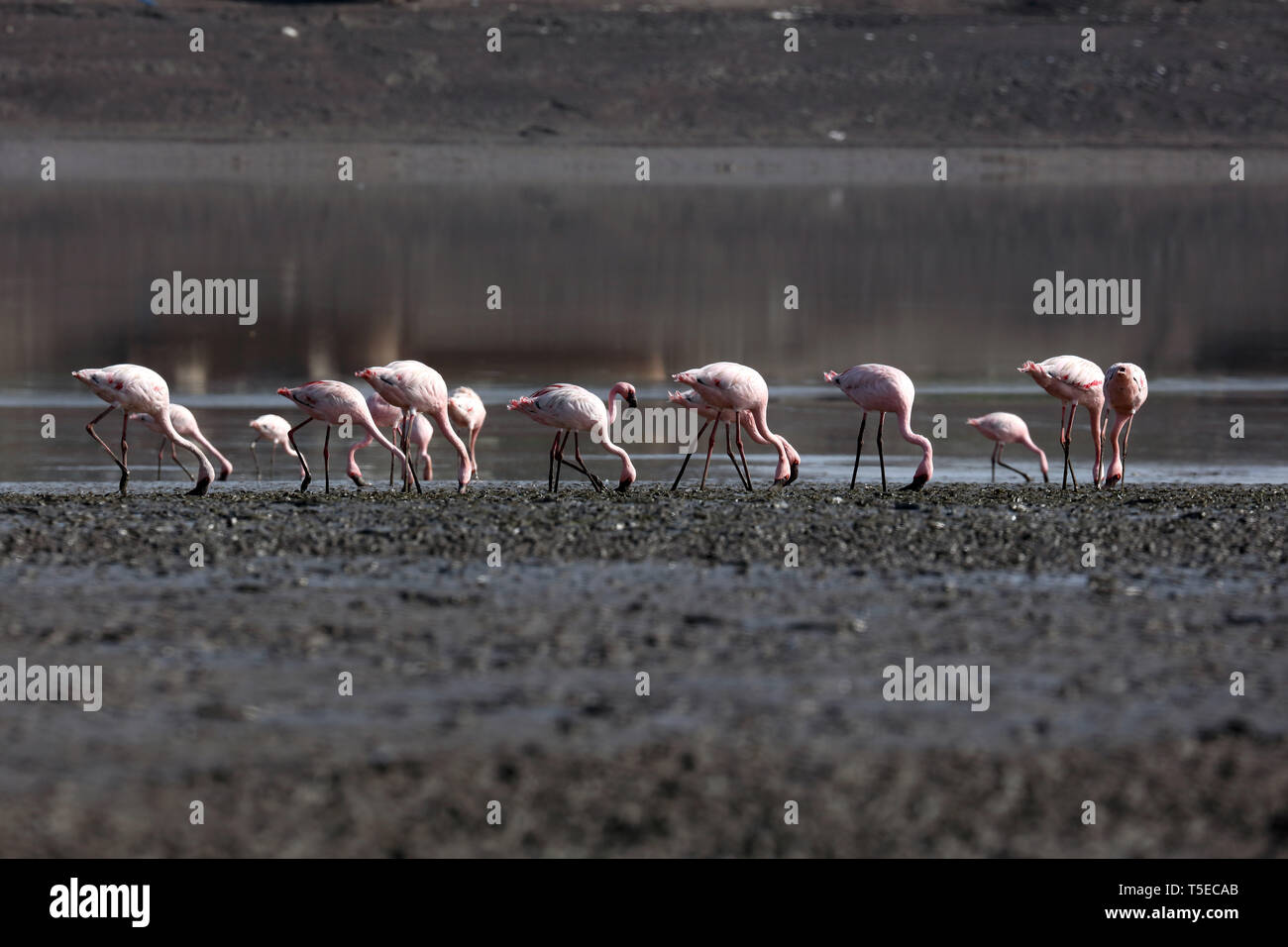 Lesser flamingo, tapi river, Surat, Gujarat, India, Asia Stock Photo ...