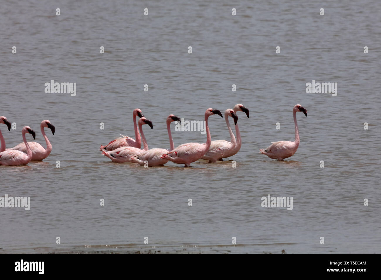Lesser flamingo, tapi river, Surat, Gujarat, India, Asia Stock Photo ...